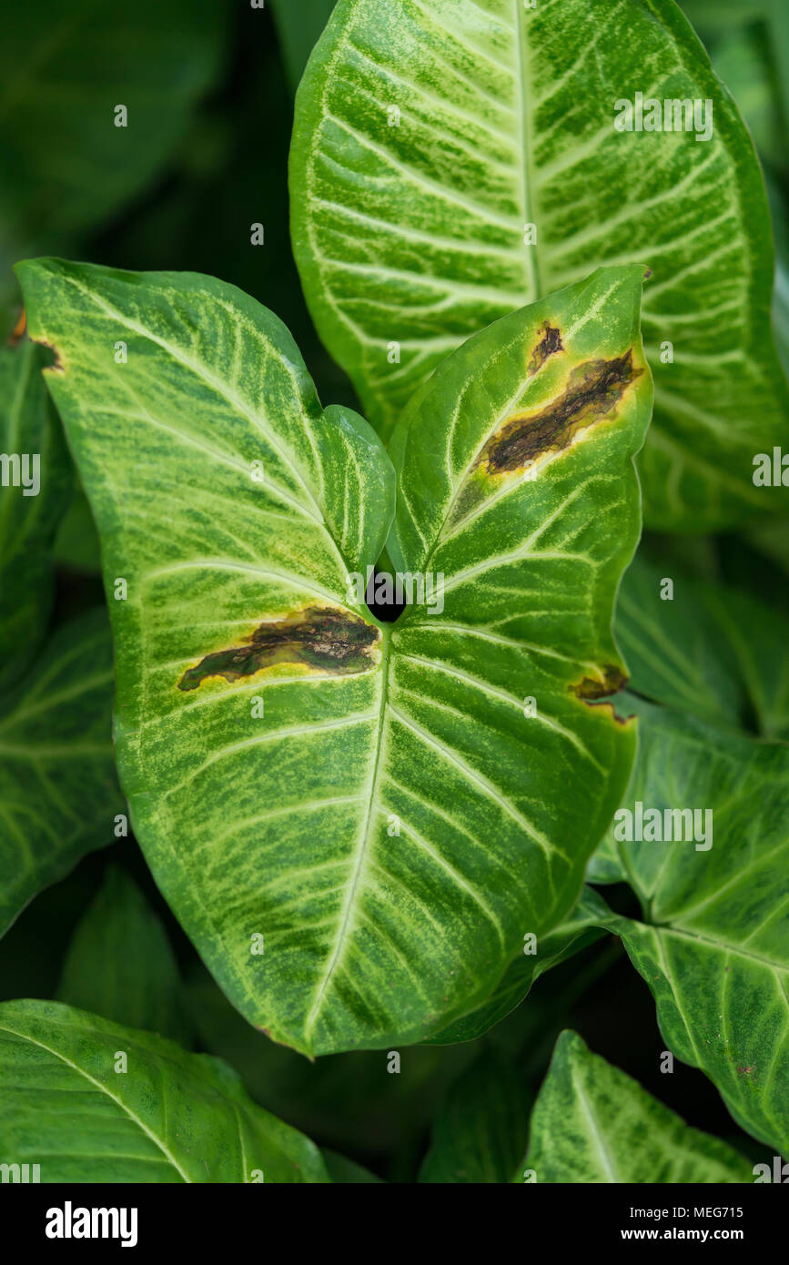Damaged vein hi-res stock photography and images - Alamy