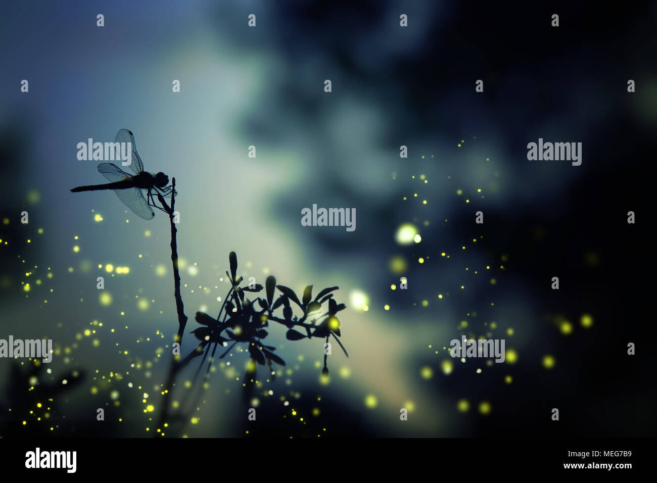 Abstract and magical image of dragonfly silhouette and Firefly flying ...