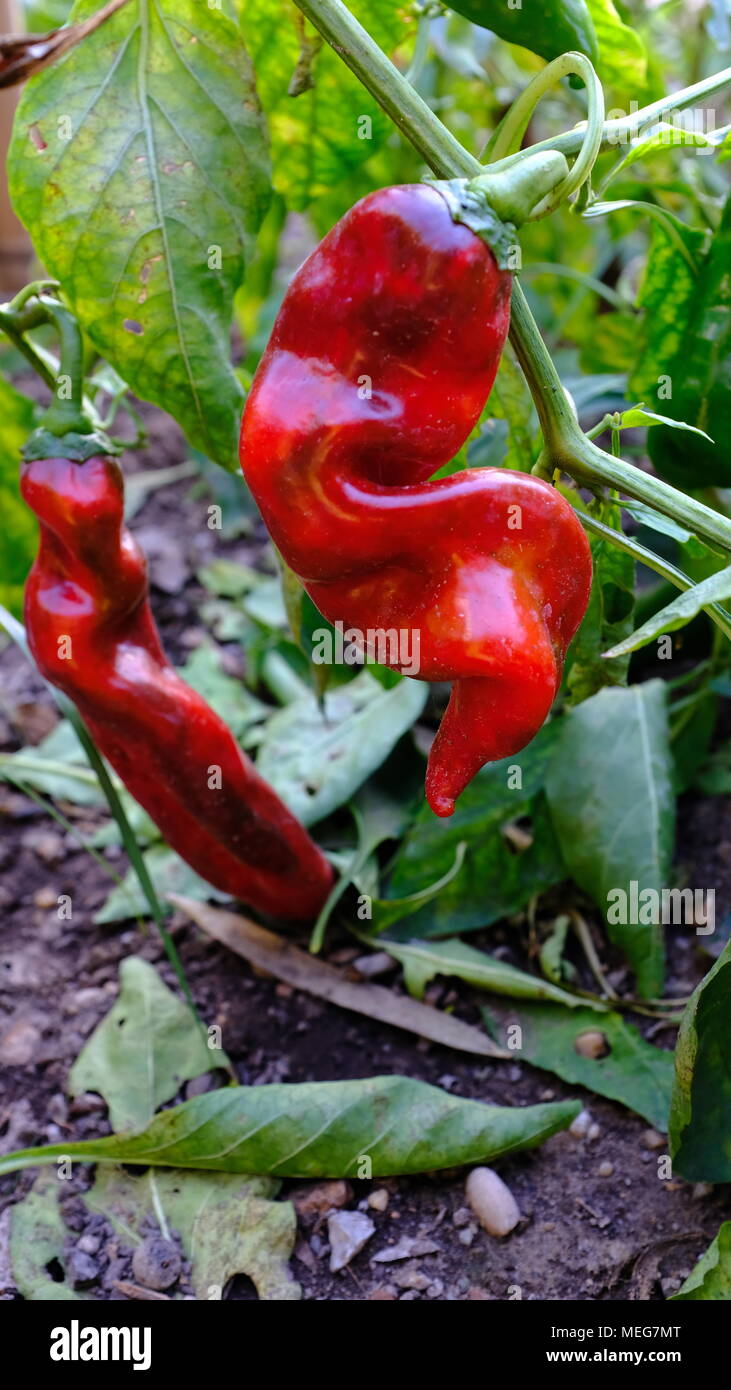 Spanish "Padron" chillies (Capsicum annuum ) ripening at the Valencia ...