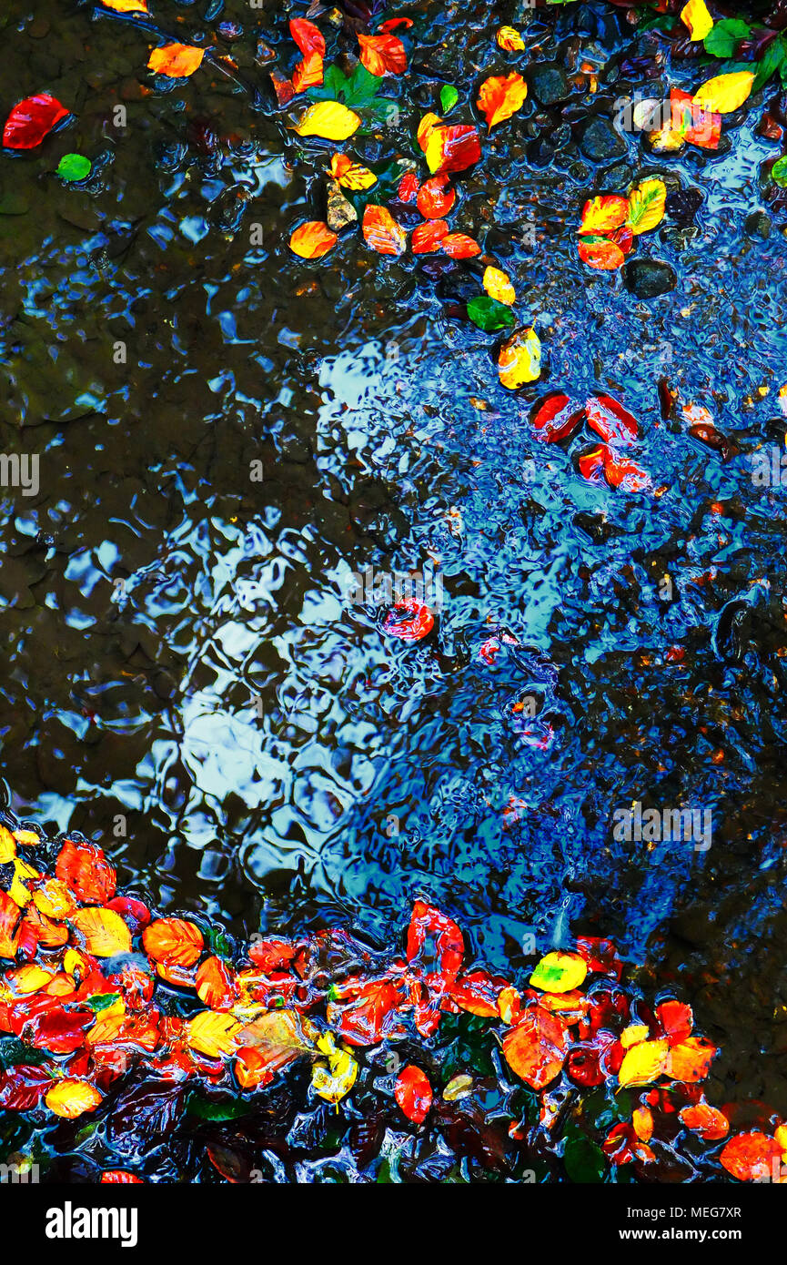 Falling down autumnal leaves hi-res stock photography and images - Alamy