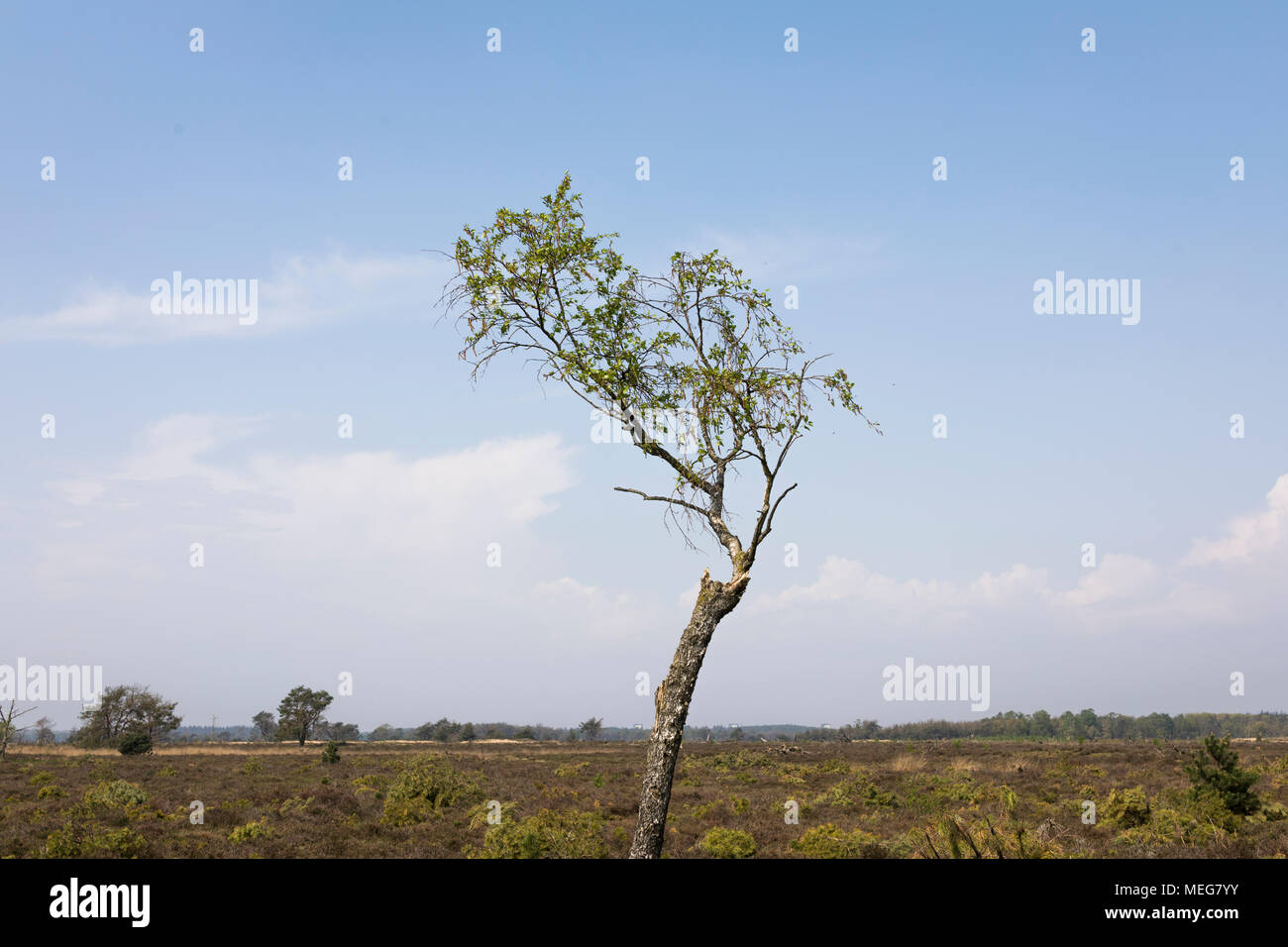 Landscape with a snapped birch tree and heather in the Netherlands at ...