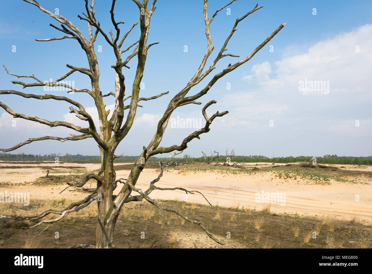 Landscape with a dead tree and shifting sand in the Netherlands at ...