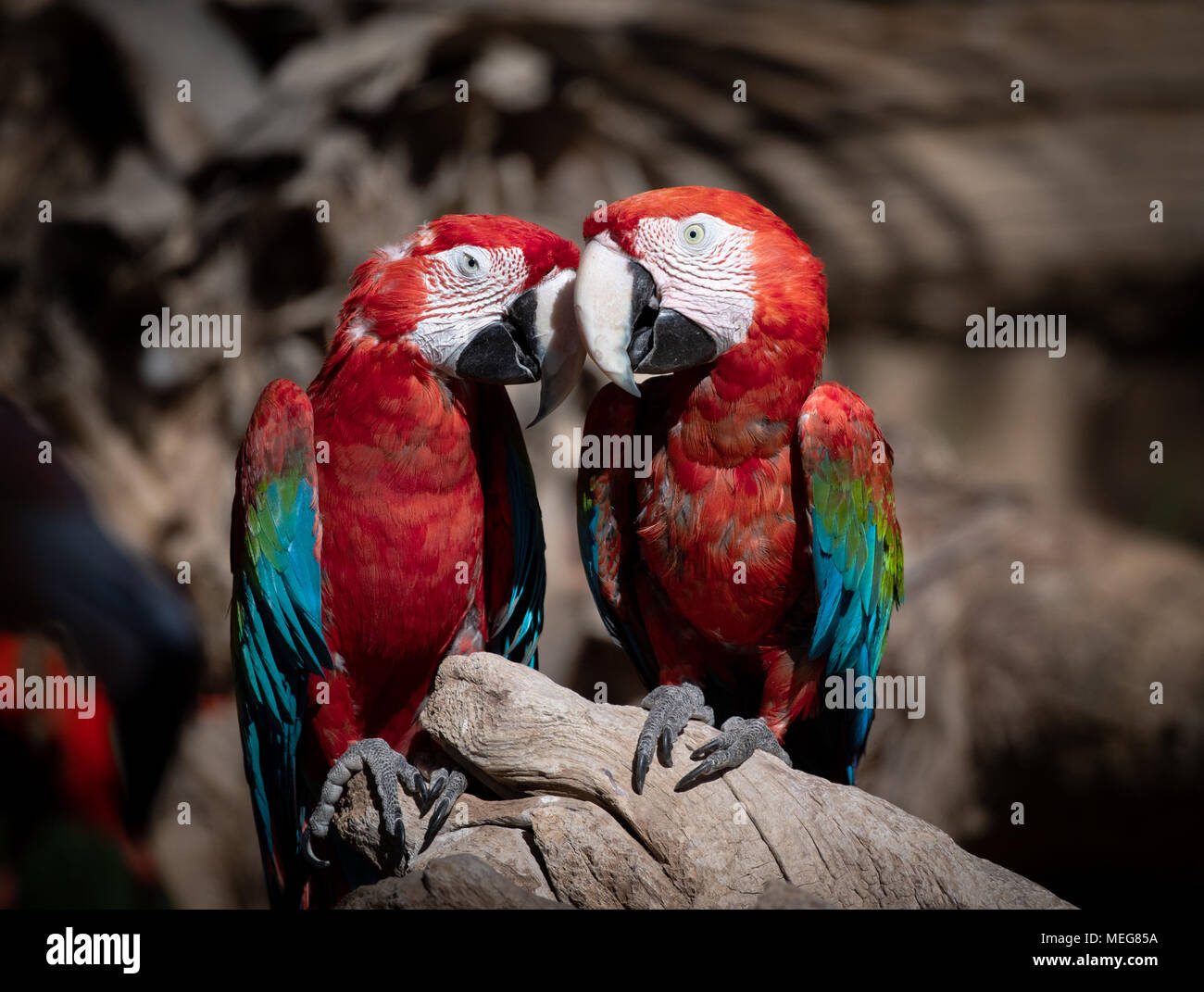 Two scarlet macaws cuddling on a branch Stock Photo - Alamy