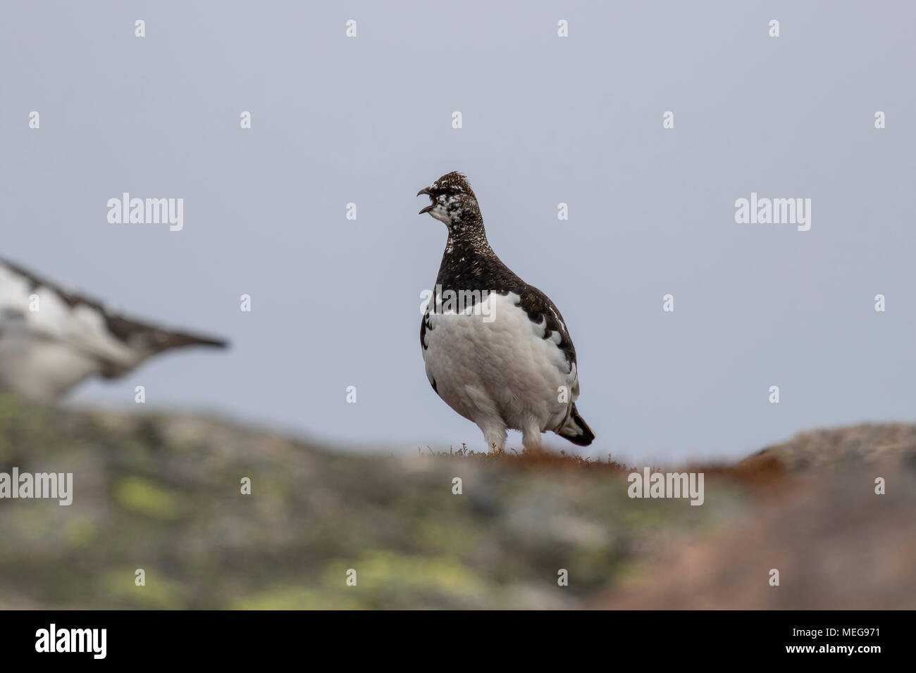 ptarmigan (Lagopus muta) in spring moult perched and walking in the ...