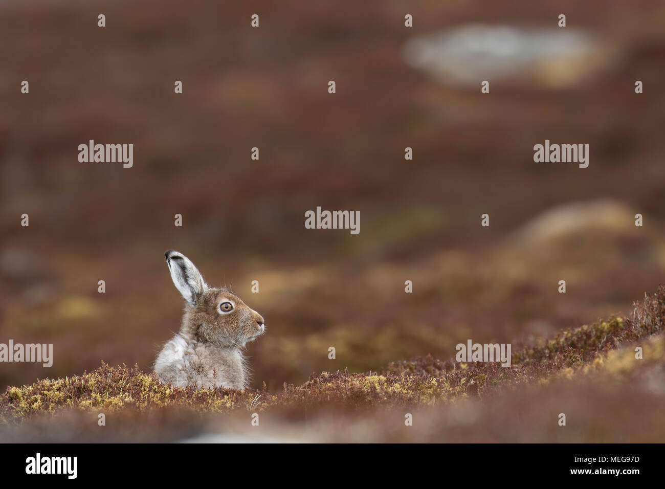 mountain hare (Lepus timidus) in spring moult sitting and staring close ...