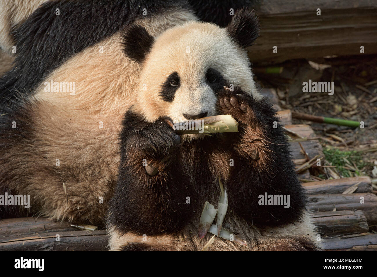 Giant panda eating bamboo at the Chengdu Research Base of Giant Panda ...