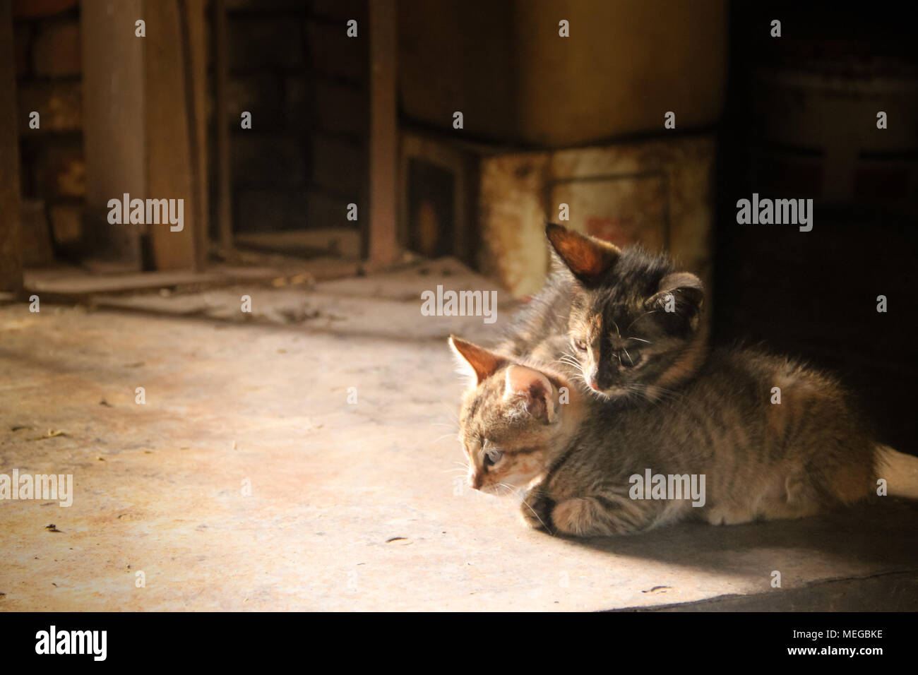 two very small kittens in the field barn Stock Photo - Alamy