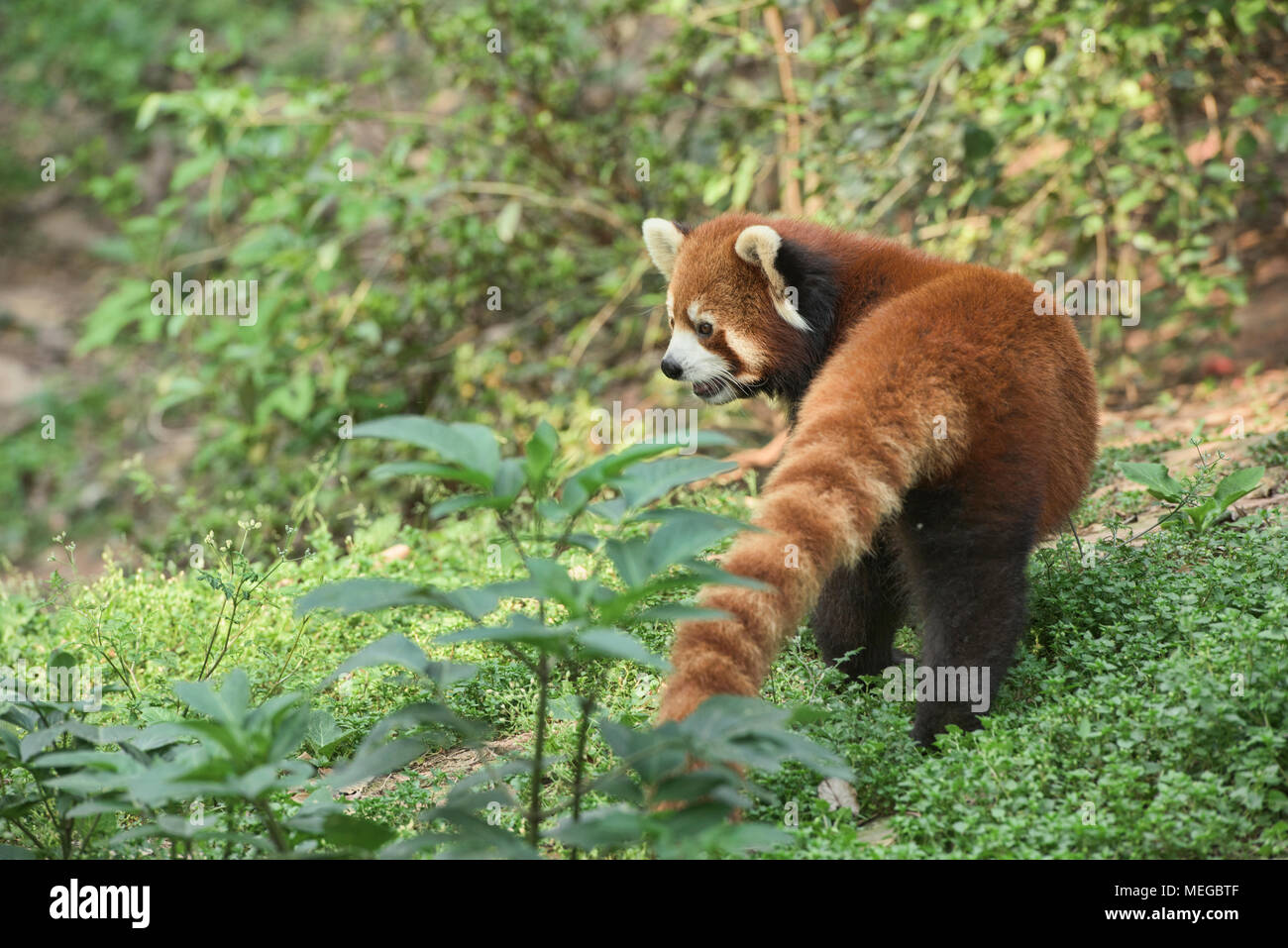 Red panda at the Chengdu Research Base of Giant Panda Breeding in ...