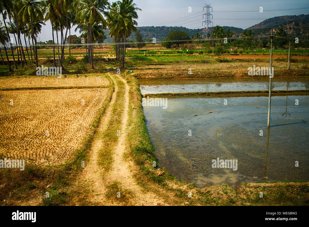 Abandoned and current rice fields, paddy. Algal blooms in hot weather ...