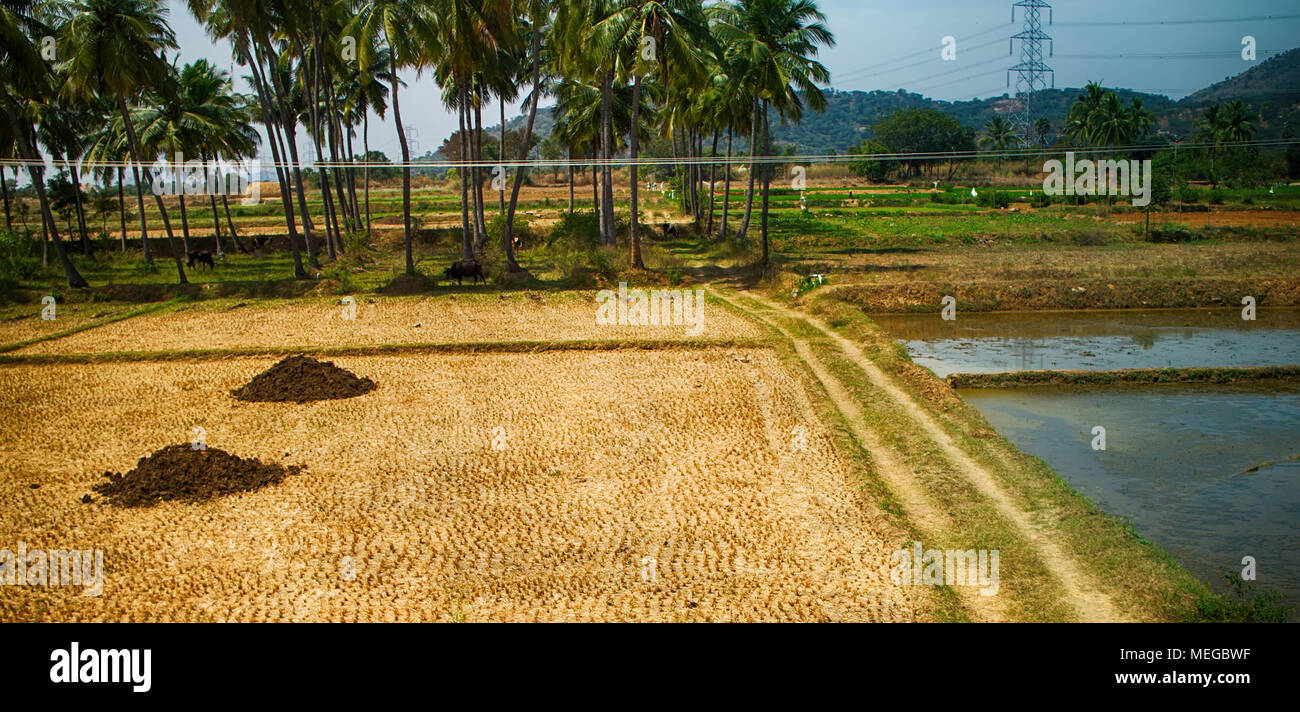 Fertilize fields of natural organic matter, native fertilizers, dunged ...