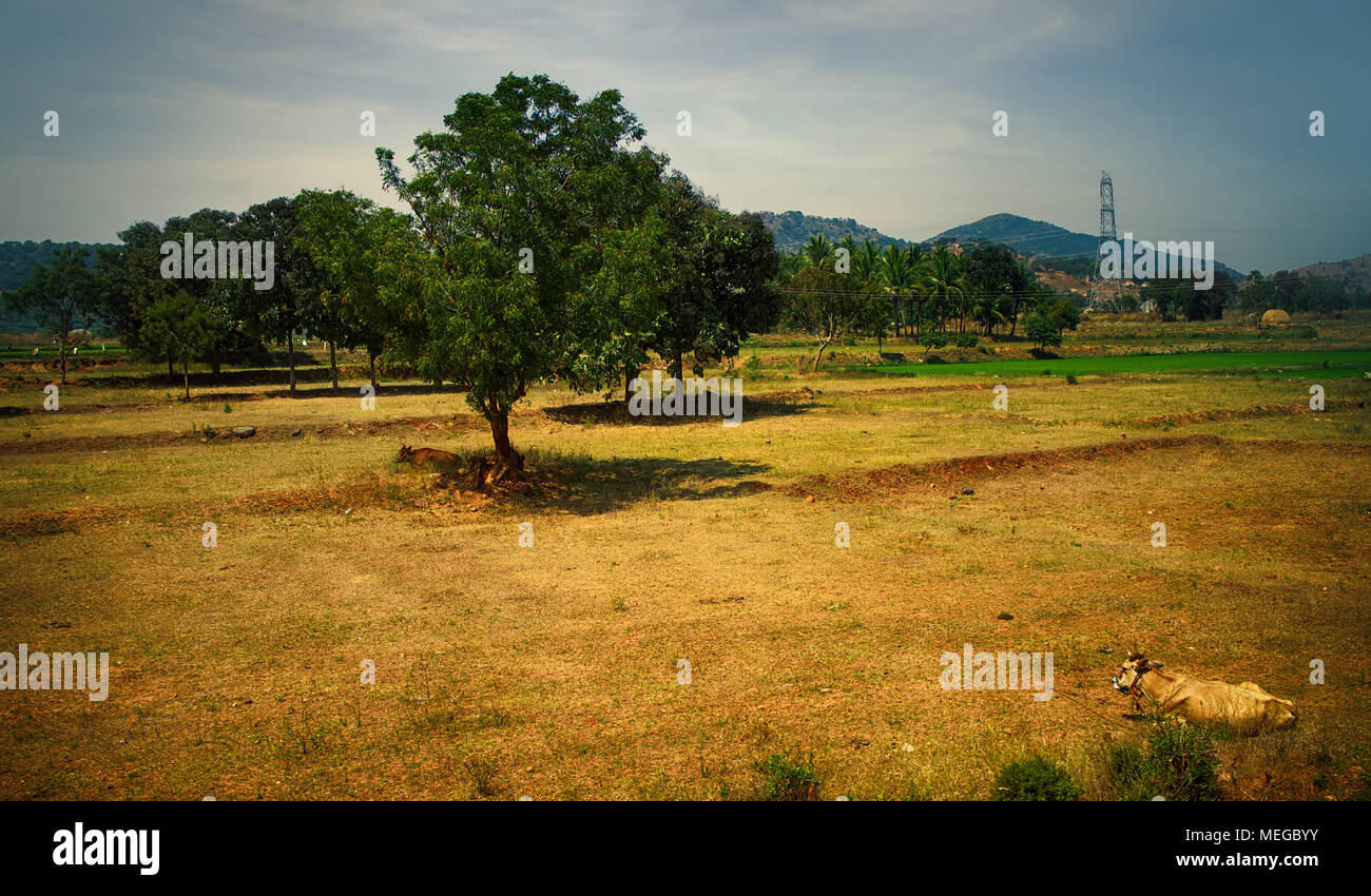 Overgrazing High Resolution Stock Photography and Images - Alamy