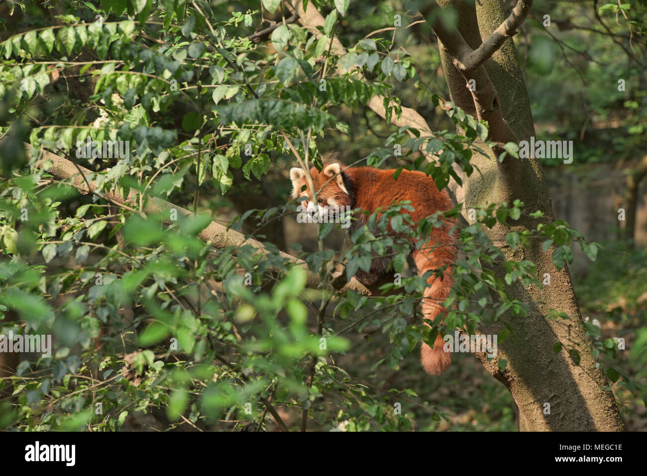 Red panda at the Chengdu Research Base of Giant Panda Breeding in ...