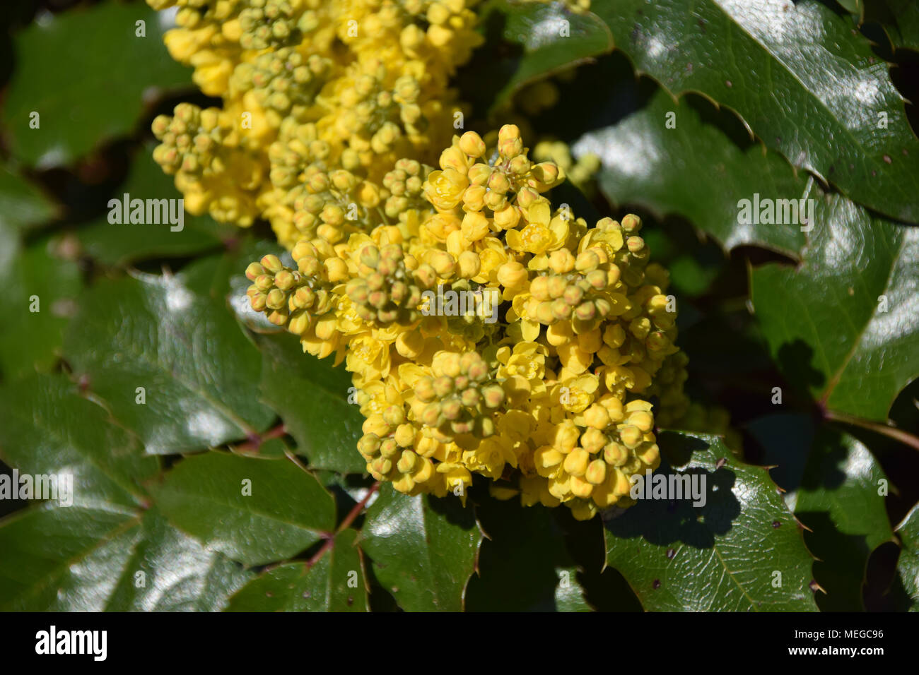 evergreen shrubs of mahonia with little yellow flowers Stock Photo - Alamy