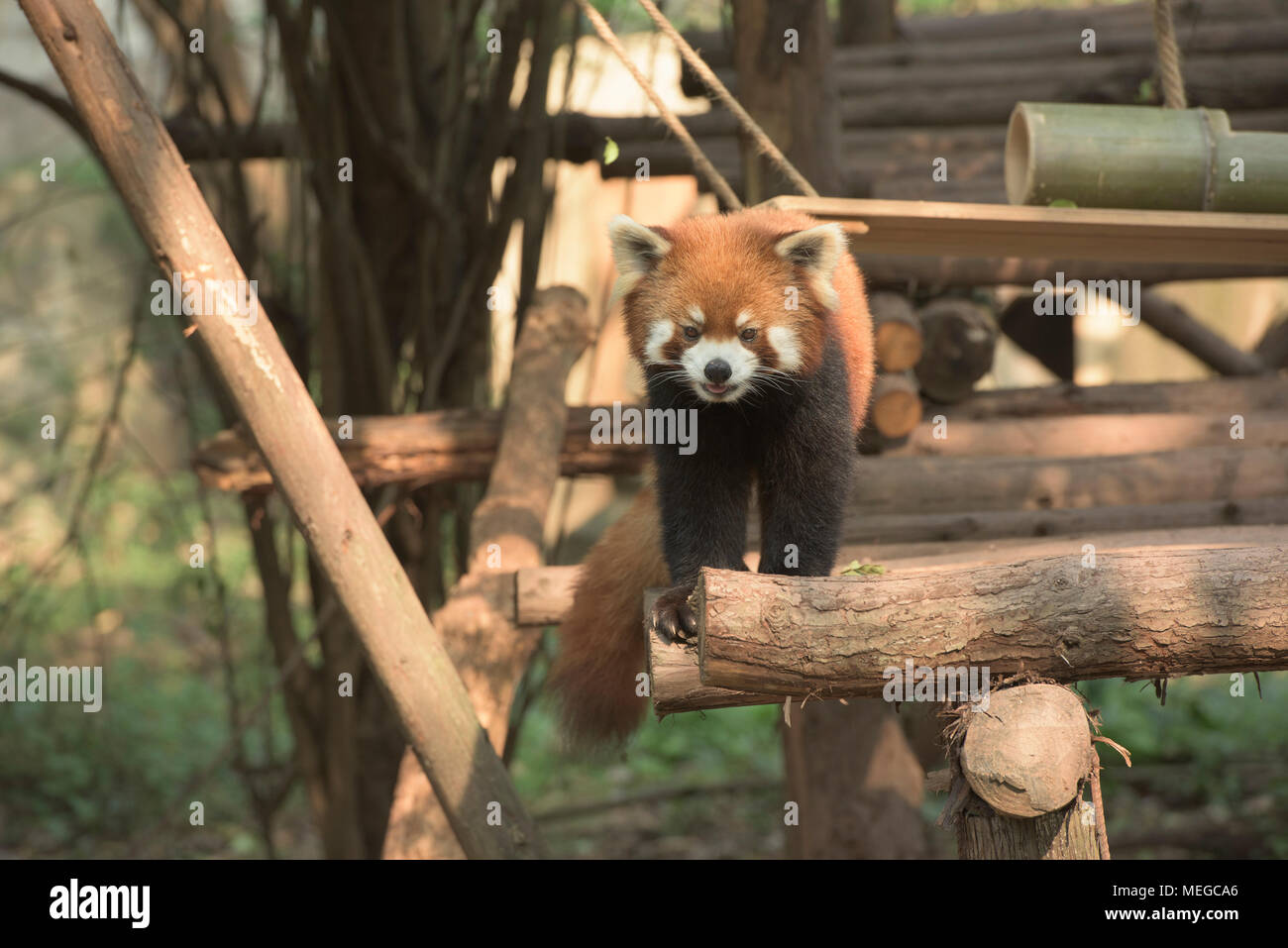 Red panda at the Chengdu Research Base of Giant Panda Breeding in ...