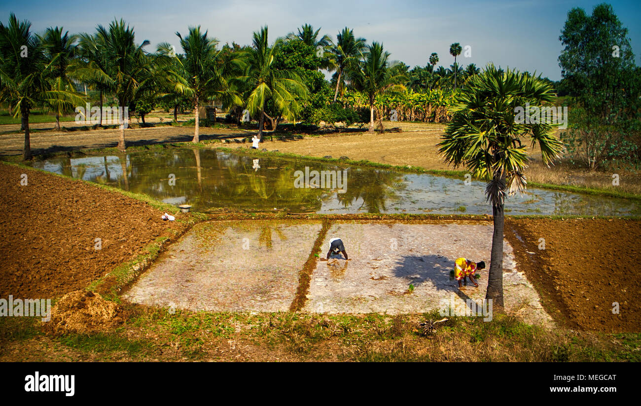 Early spring planting of rice in rice growing area of India Stock Photo ...