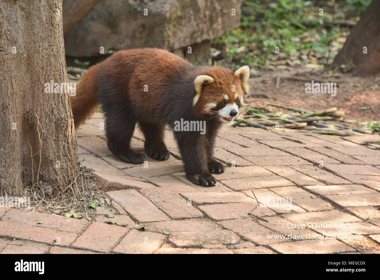 Red panda at the Chengdu Research Base of Giant Panda Breeding in ...