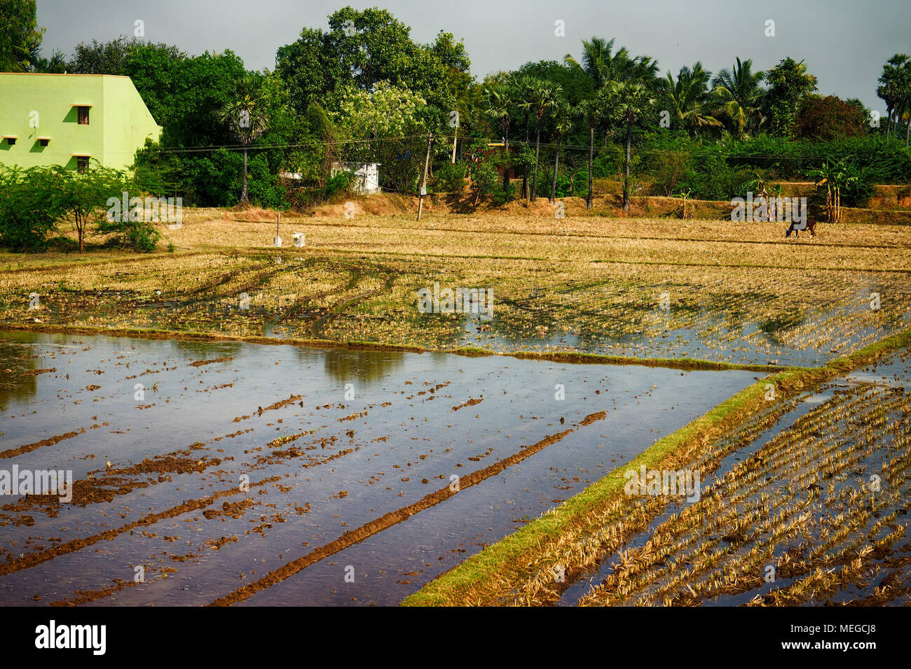 Rice fields after harvest, stubble. South India Stock Photo - Alamy