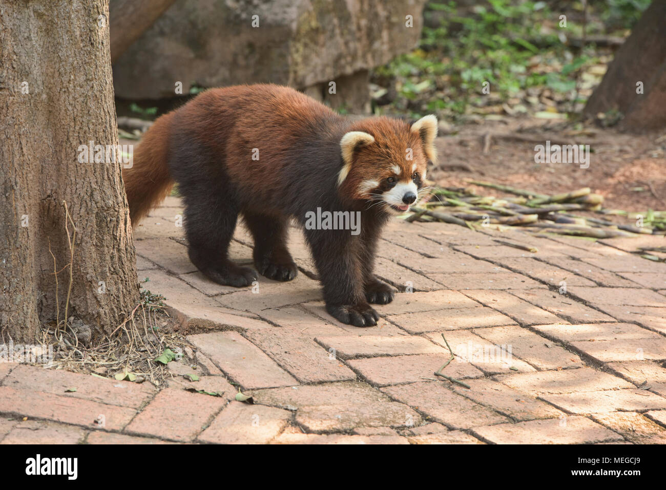 Red panda at the Chengdu Research Base of Giant Panda Breeding in ...