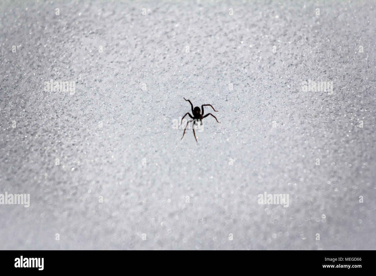 Snowpack and snow spider hi-res stock photography and images - Alamy