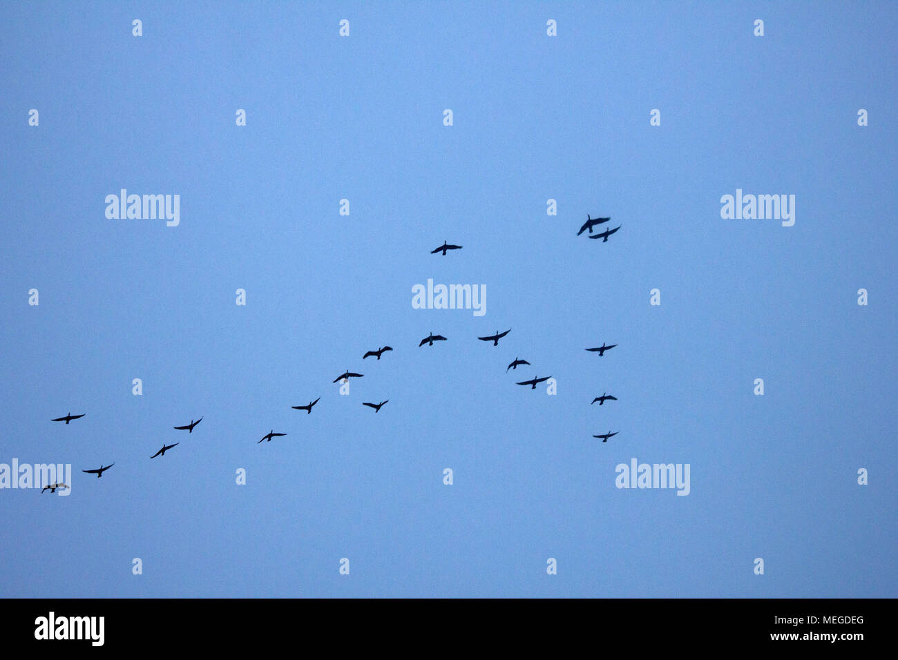 Flock of cormorants in sky, great cormorant (Phalacrocorax carbo); shag ...
