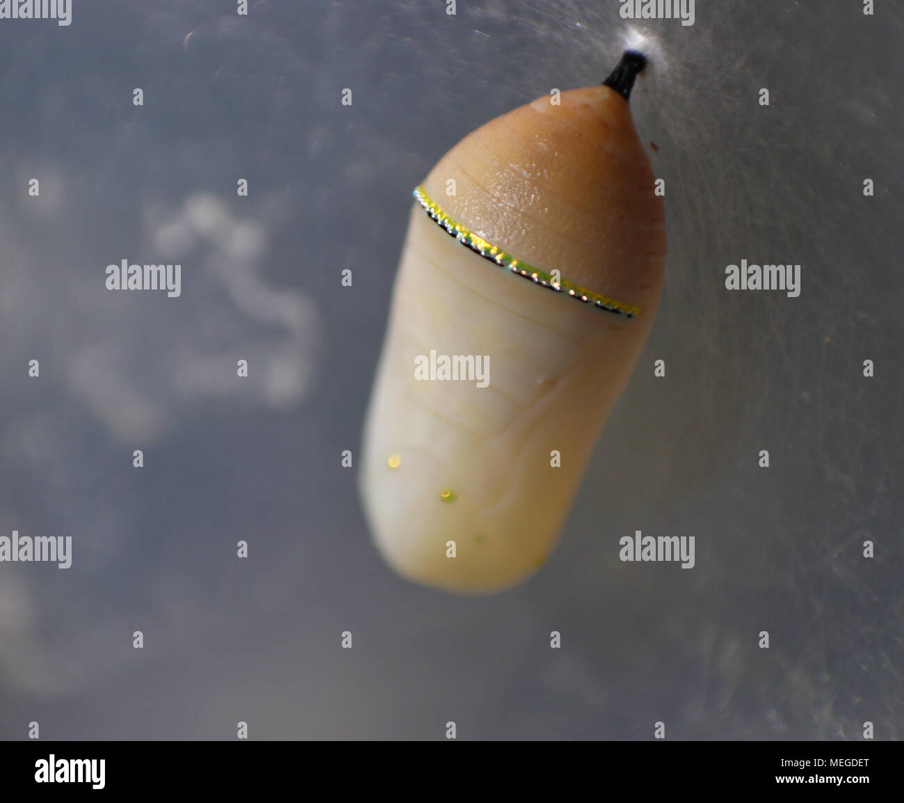 Pupa of plain tiger butterfly hanging by the silk having a golden ...