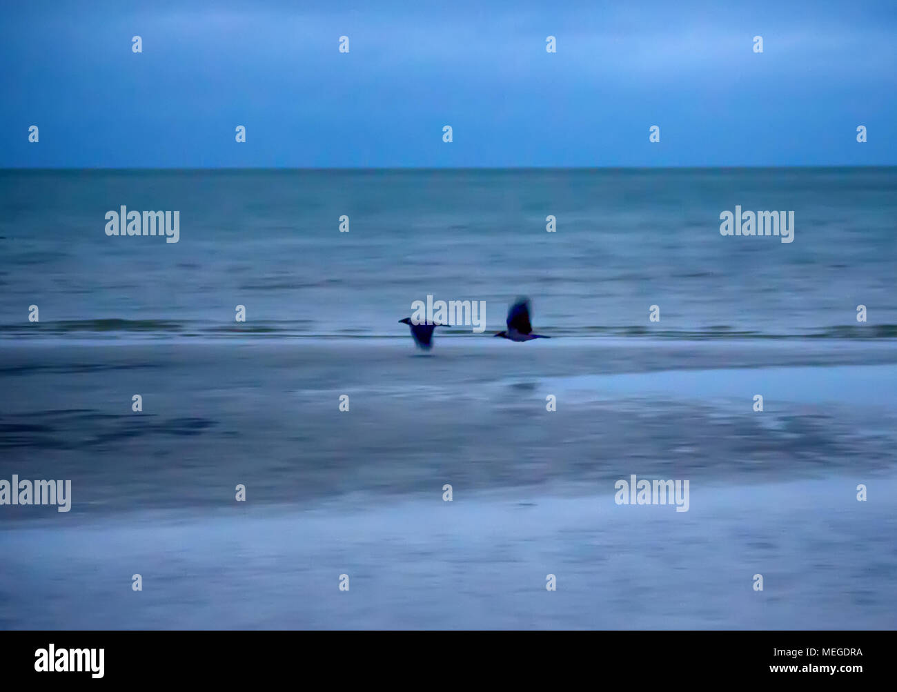 grey crow in flight over sea. Advanced species of commensal animals ...