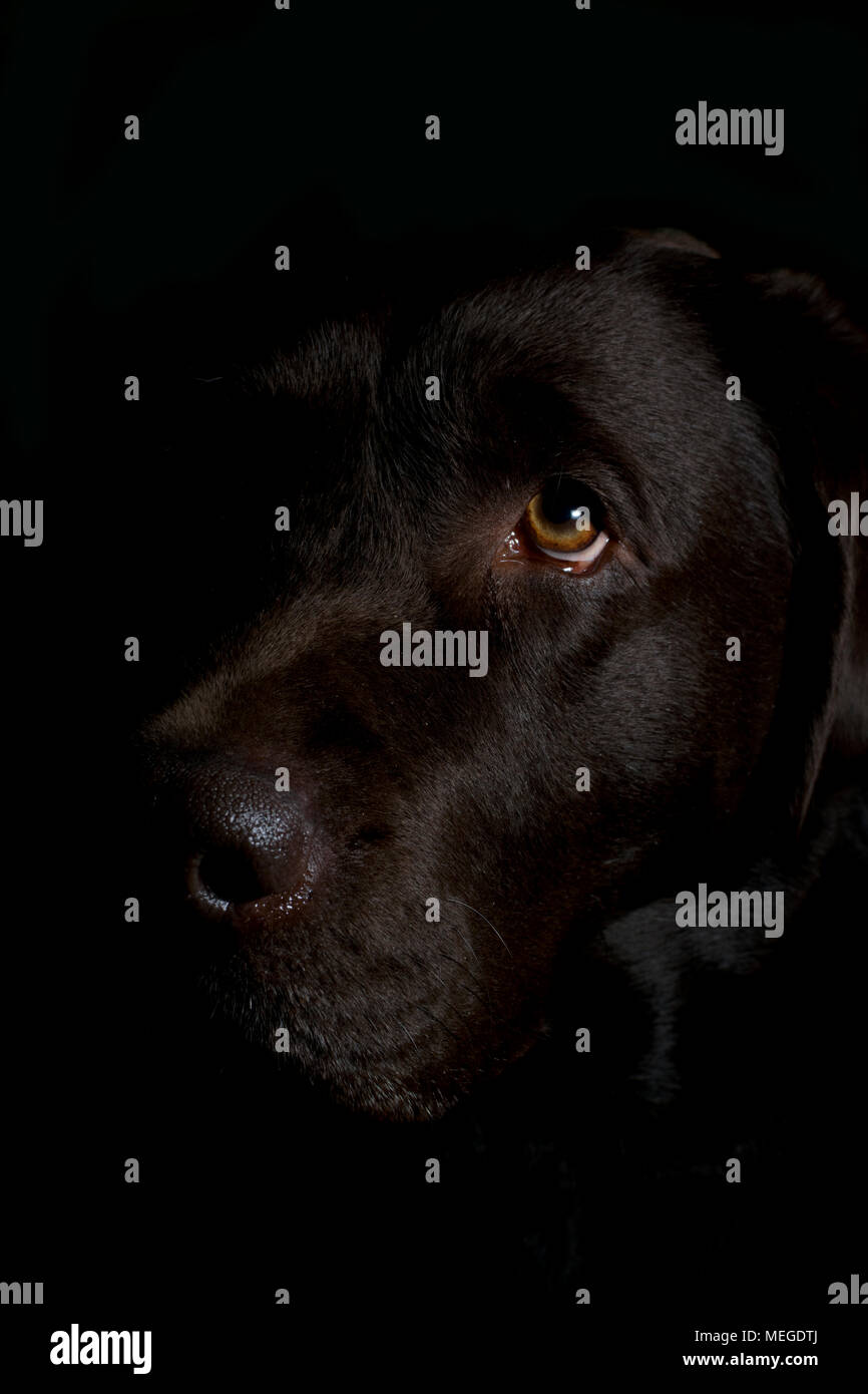 Capturing dogs in low key photography portraits Stock Photo - Alamy