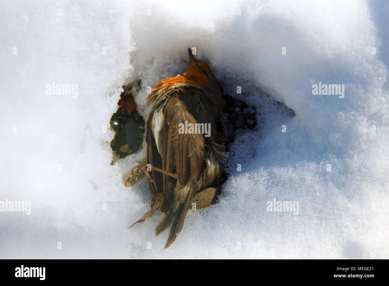 Mass death bird hi-res stock photography and images - Alamy
