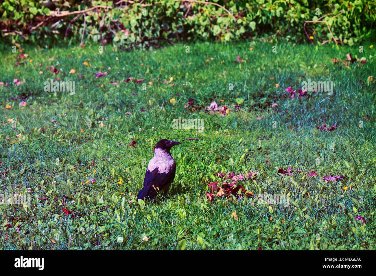 Advanced species of commensal animals. Hoodie perfectly adapted to man ...