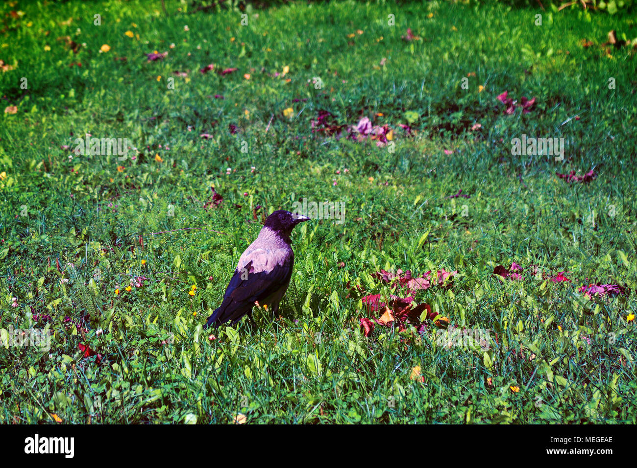 Future Animals On Earth