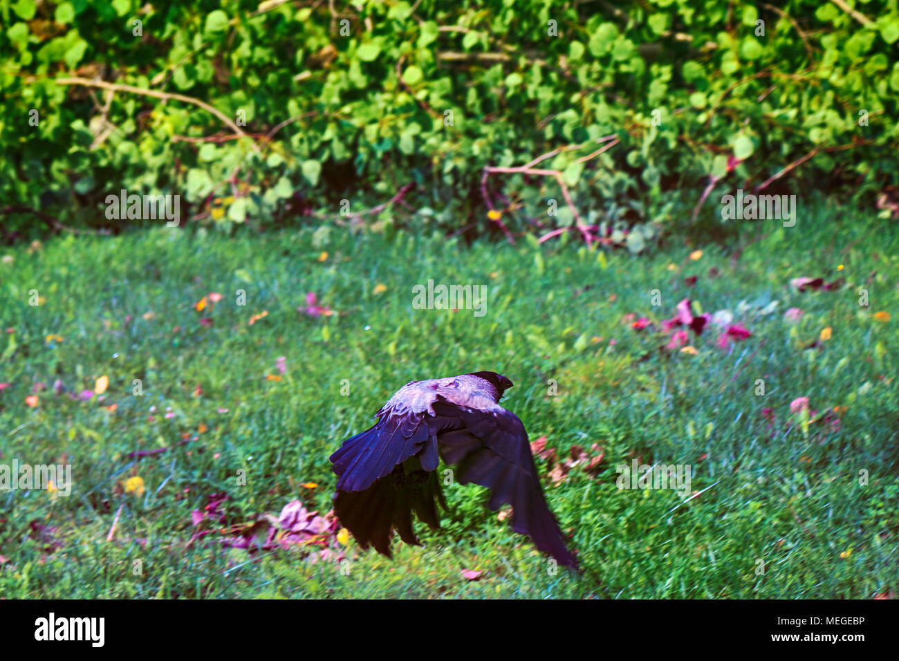 Advanced species of commensal animals. Hoodie perfectly adapted to man ...