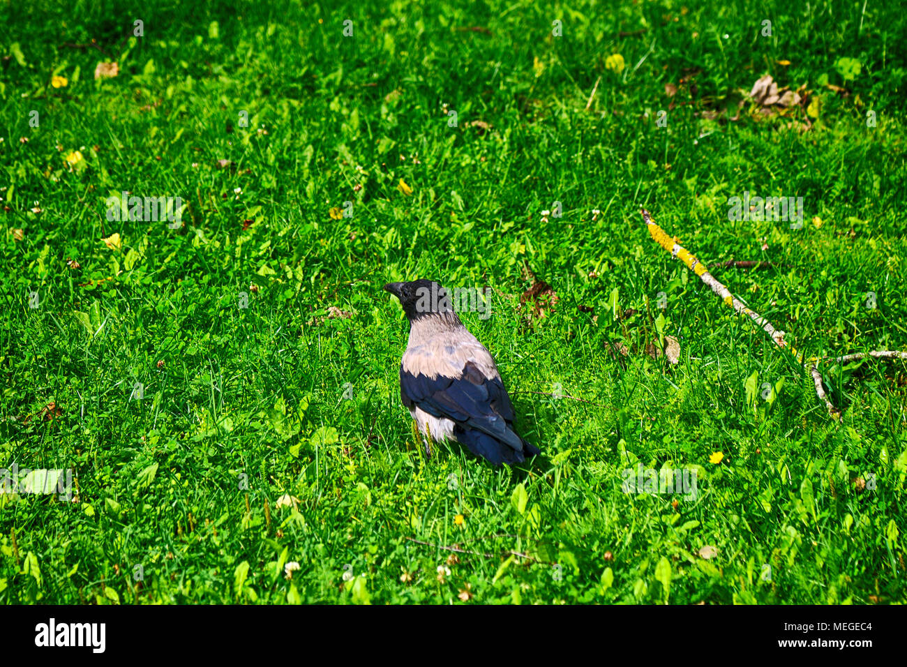 Advanced species of commensal animals. Hoodie perfectly adapted to man ...