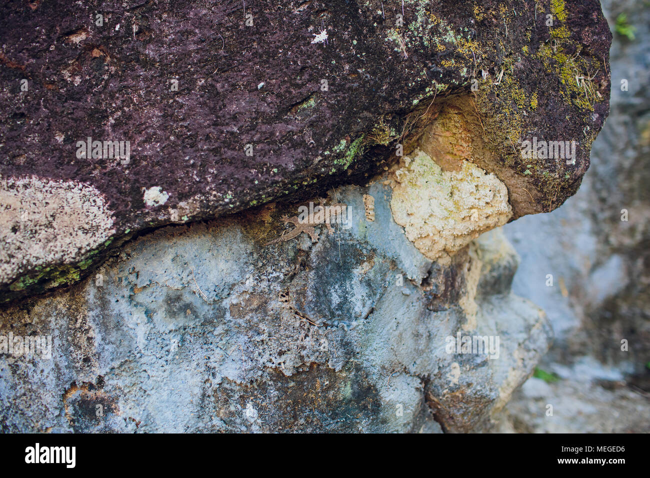 a lizard sitting on rocks a animal Stock Photo - Alamy