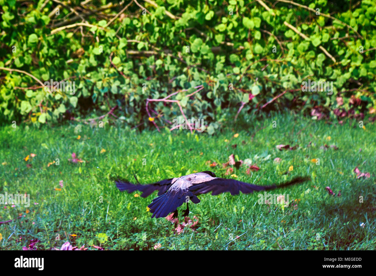 Advanced species of commensal animals. Hoodie perfectly adapted to man ...