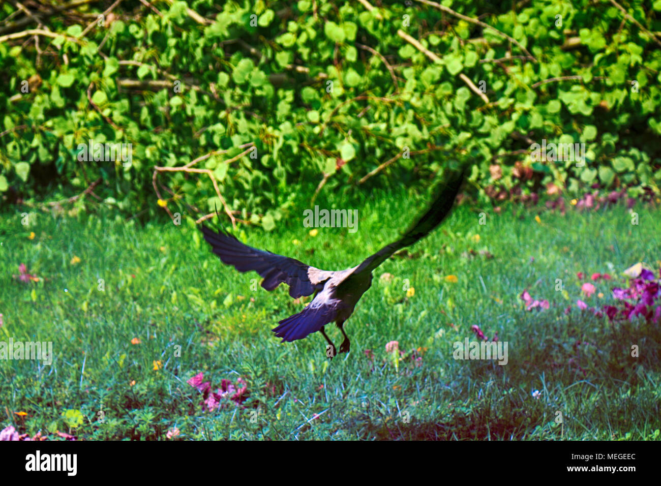 Future Animals On Earth