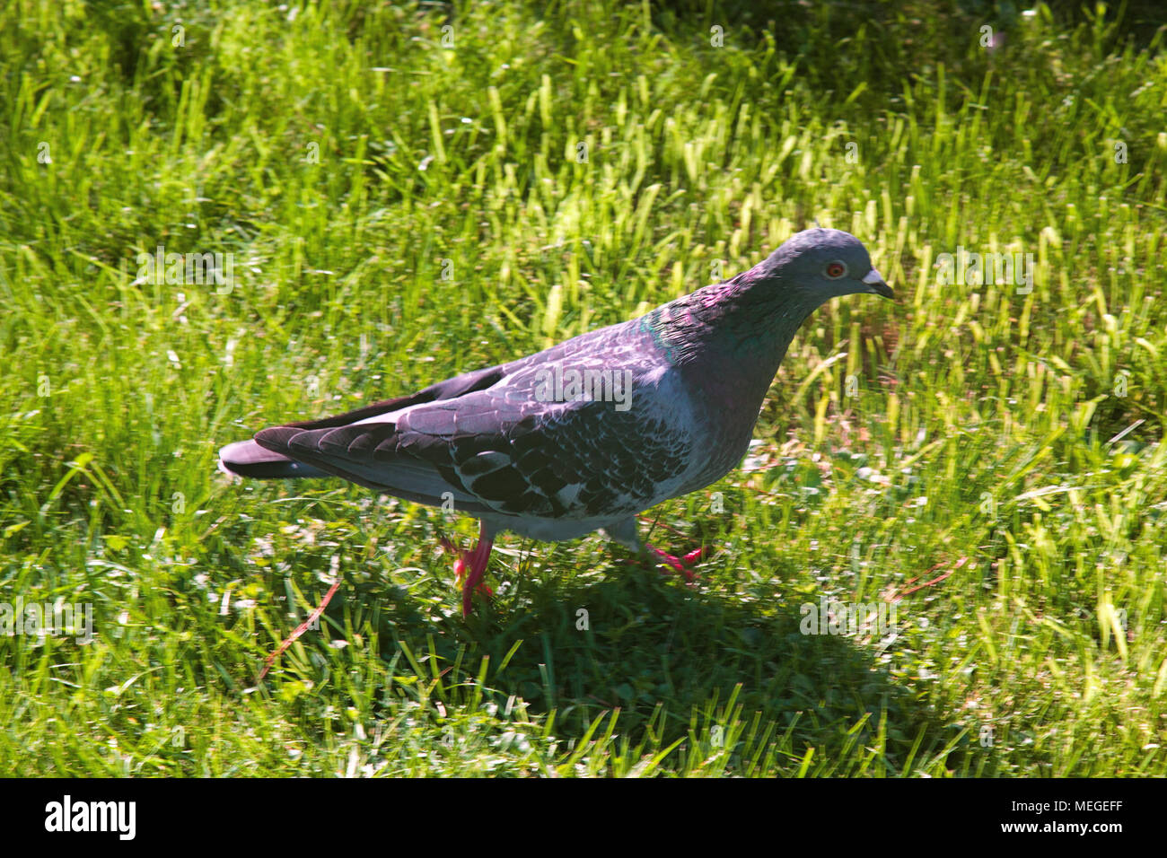 Synanthropic birds with worldwide distribution. Rock doves on the lawn ...