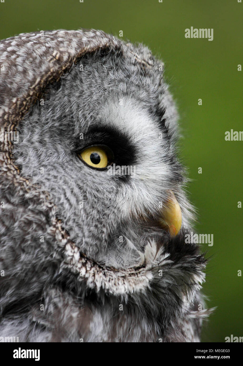 Great Grey Owl (strix nebulosa) perched in a forest in Wales UK Stock ...