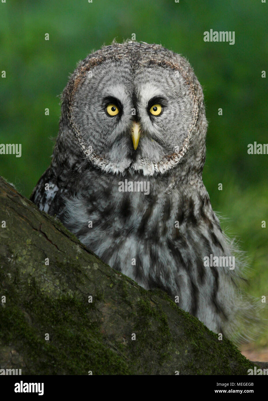 Great Grey Owl (strix nebulosa) perched in a forest in Wales UK Stock ...