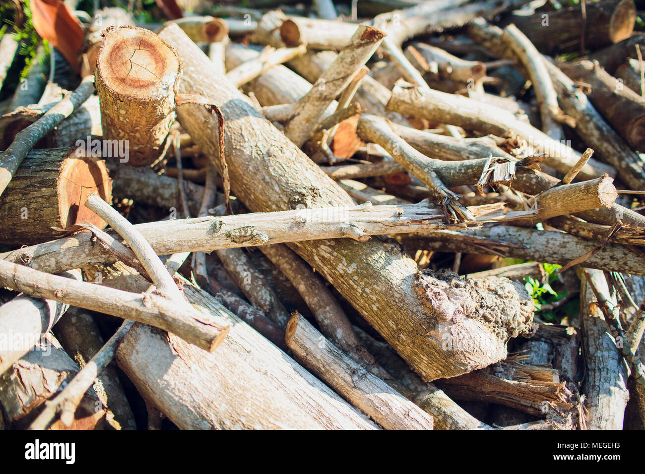 Logs scattered around the log Trees cut with a saw Stock Photo - Alamy
