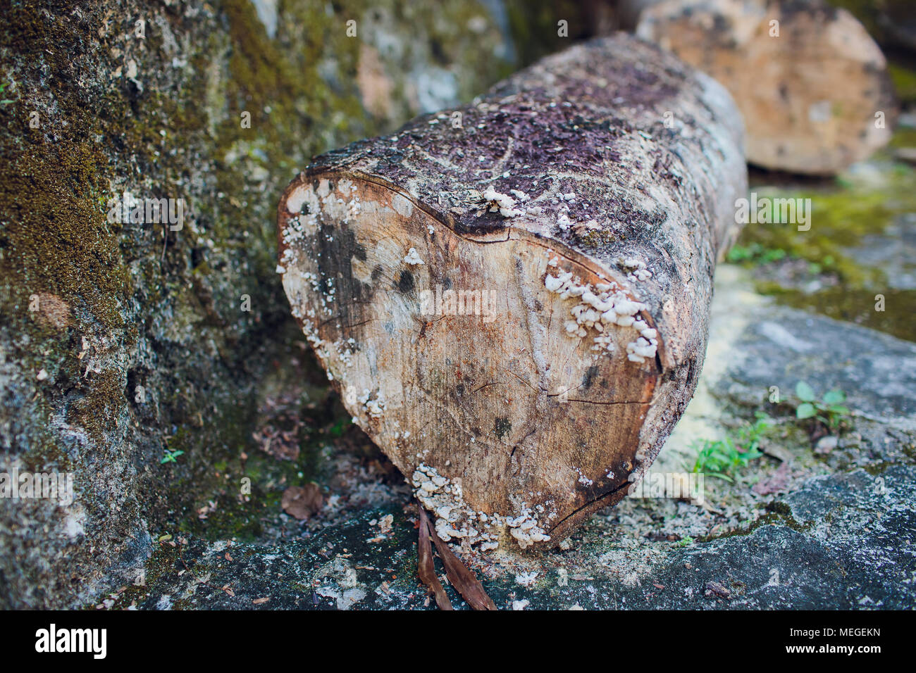 Logs scattered around the log Trees cut with a saw Stock Photo - Alamy