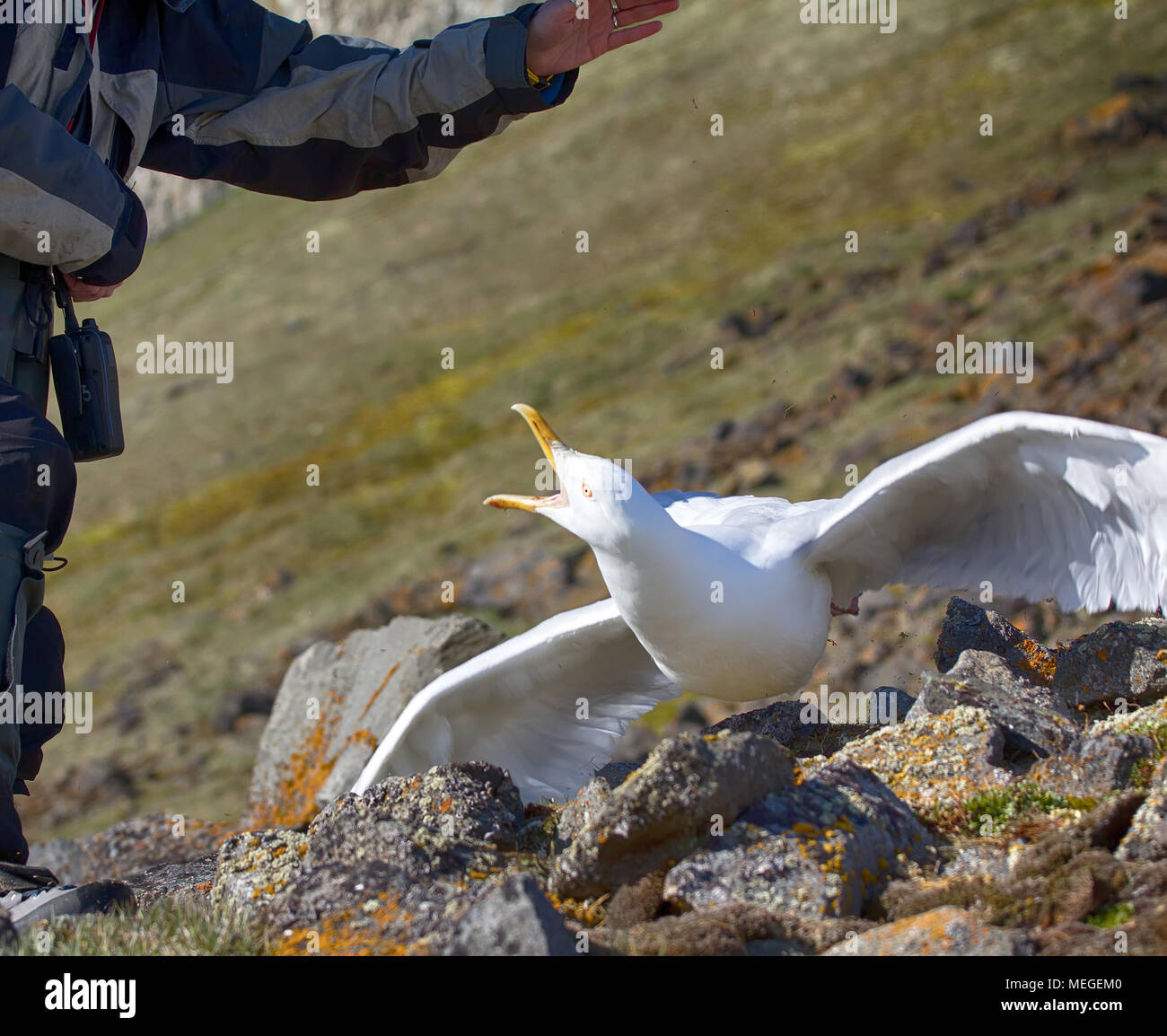 Gull proof hi-res stock photography and images - Alamy
