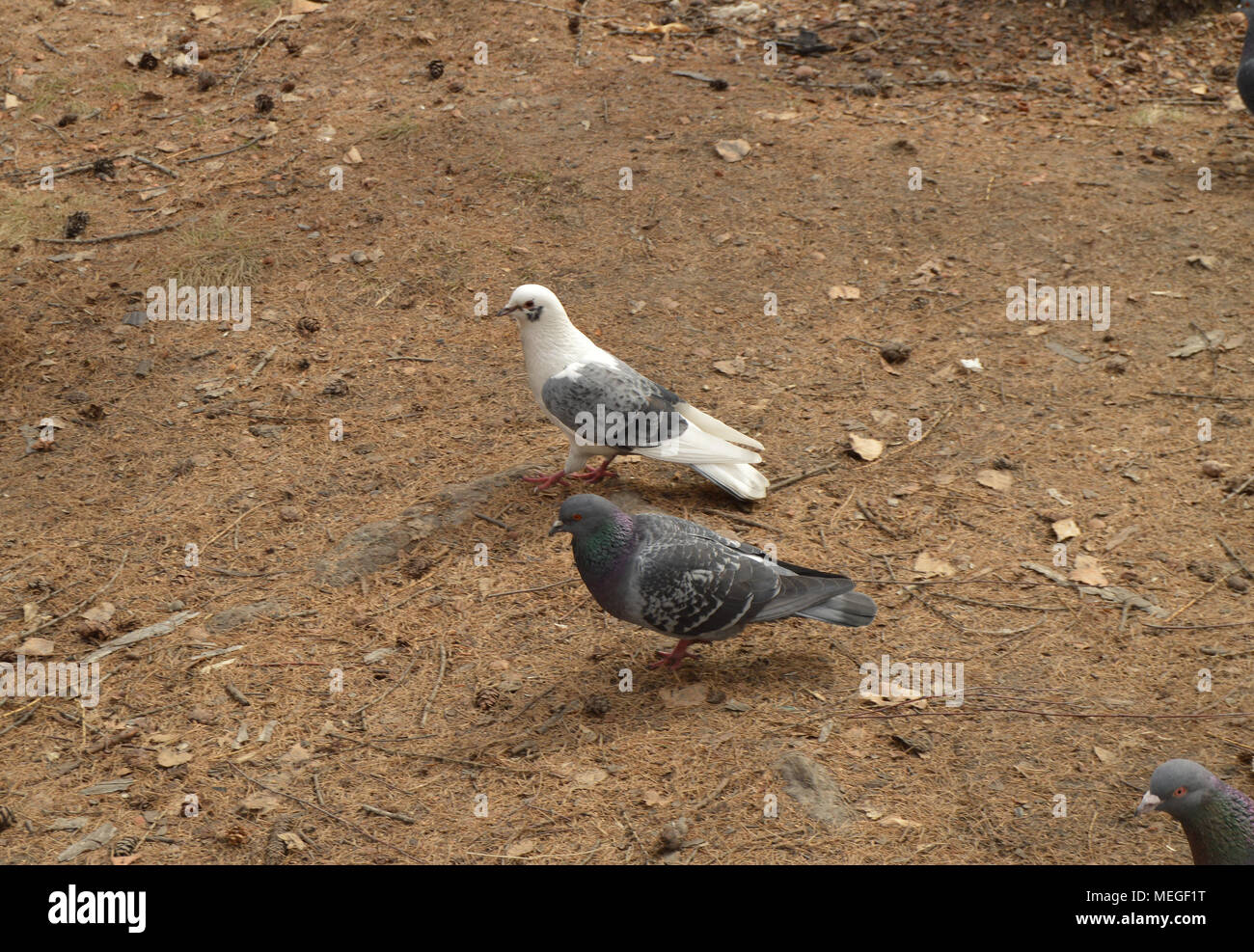 Pigeon problems garden hi-res stock photography and images - Alamy