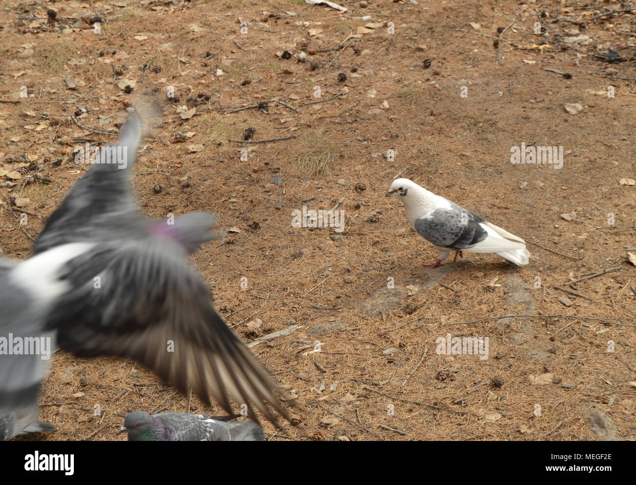 Iranian High Flyer Pigeons