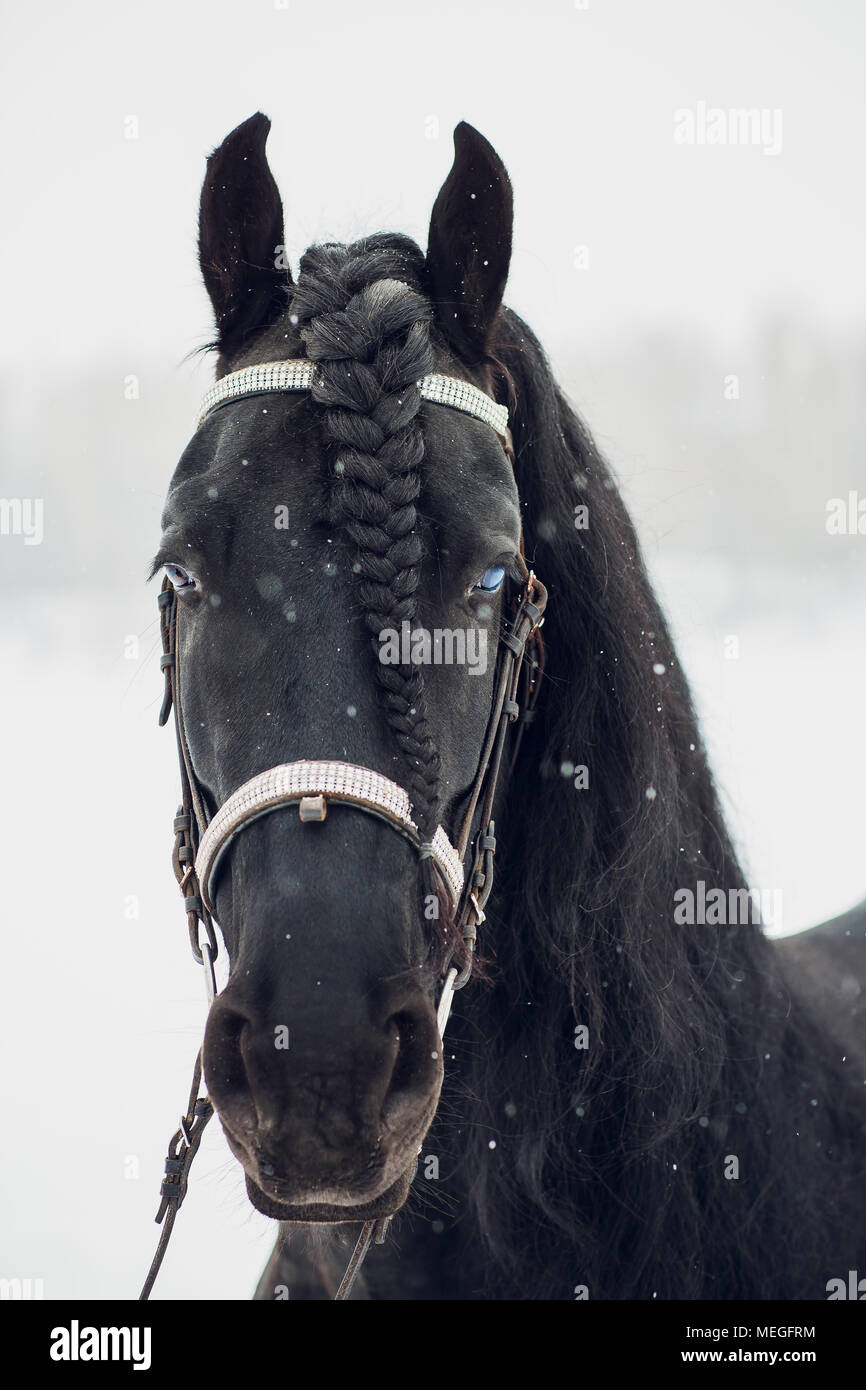 Friesian stallion running in winter field. Horse Stock Photo - Alamy