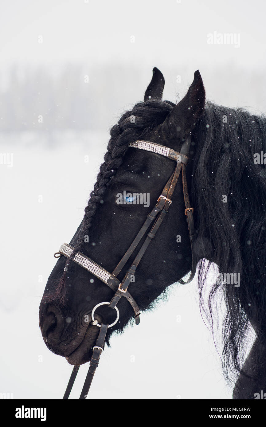 Friesian stallion running in winter field. Horse Stock Photo - Alamy