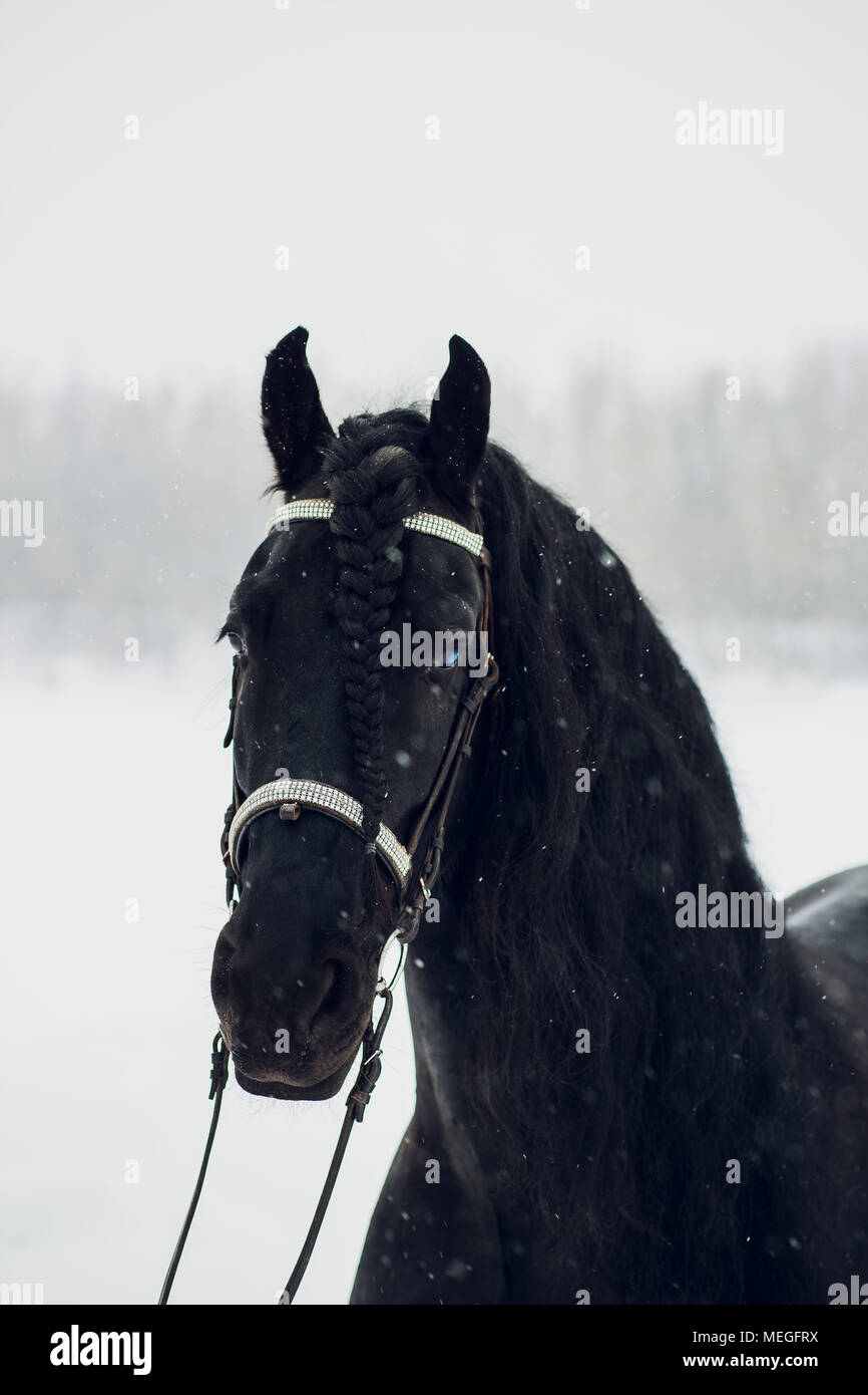 Friesian stallion running in winter field. Horse Stock Photo - Alamy