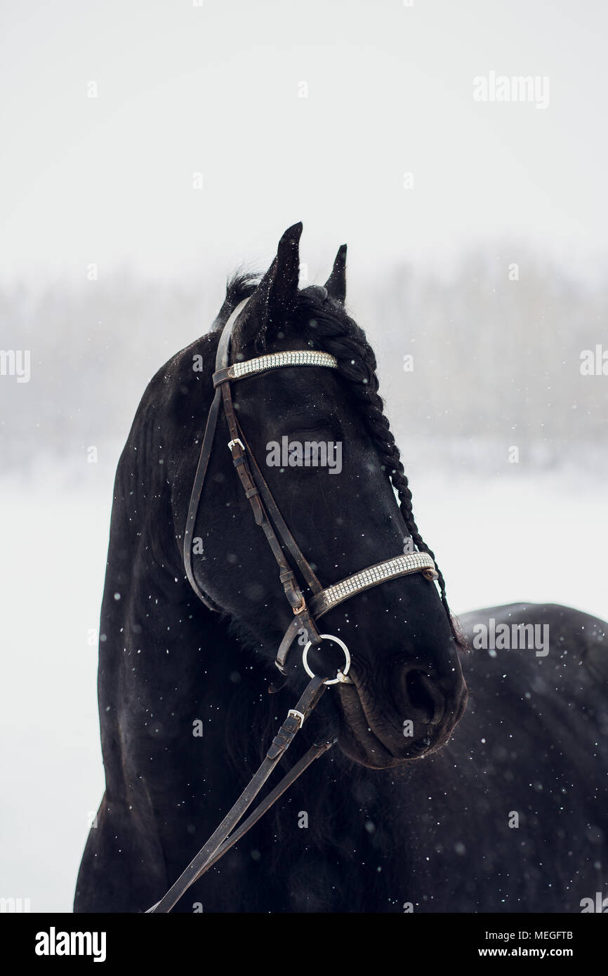 Friesian stallion running in winter field. Horse Stock Photo - Alamy
