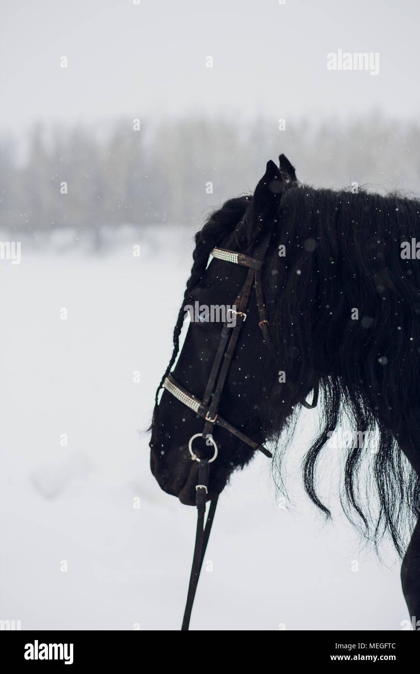 Friesian stallion running in winter field. Horse Stock Photo - Alamy