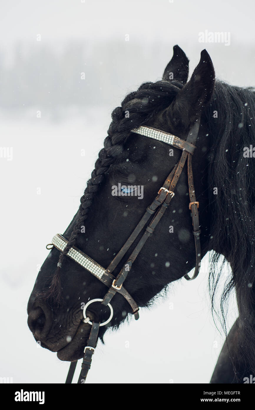 Friesian stallion running in winter field. Horse Stock Photo - Alamy