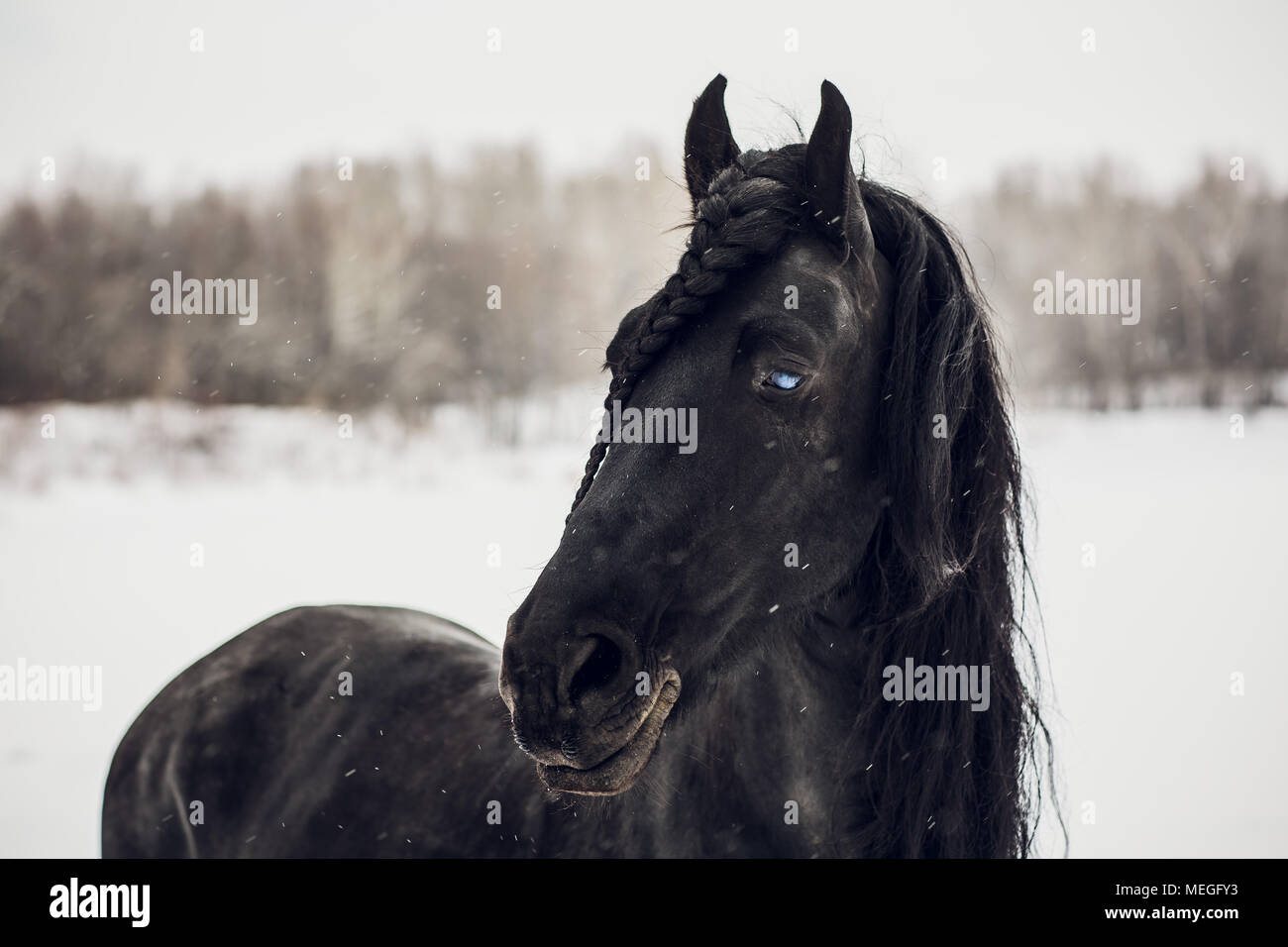Friesian stallion running in winter field. Horse portrait without ...